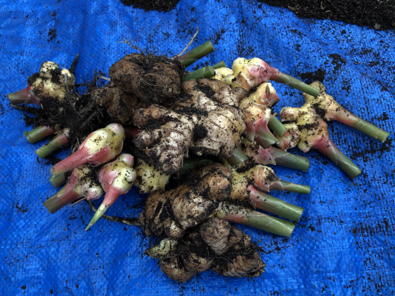 Edible Ginger Root / Ginger Rhizomes / Zingiber. – Simply Moroccan Cuisine