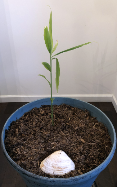 Edible Ginger Root / Ginger Rhizomes / Zingiber. – Simply Moroccan Cuisine